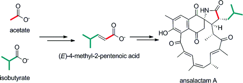 海洋链霉菌 Ansamycin Ansalactam A 及其独特的支链聚酮增量单元的结构与生物合成,Journal of the ...