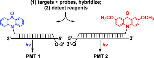 Simultaneous Quantification of Multiple Nucleic Acid Targets Using Chemiluminescent Probes ...