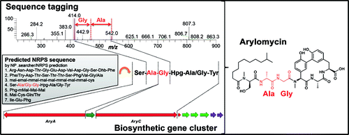 Imaging Mass Spectrometry and Genome Mining via Short Sequence Tagging ...