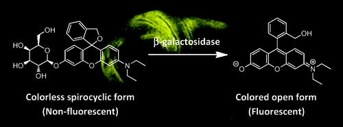 β-Galactosidase Fluorescence Probe with Improved Cellular Accumulation ...
