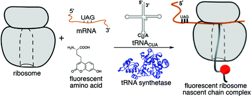 Site-Specific Fluorescent Labeling of Nascent Proteins on the ...