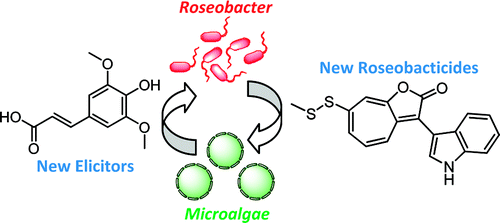 Roseobacticides：藻-细菌共生的小分子调节剂,Journal of the American Chemical Society ...