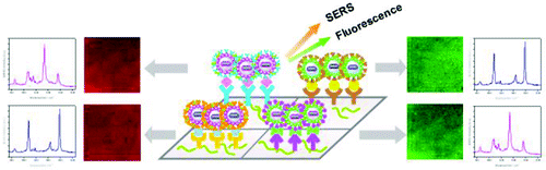 SERS-Fluorescence Joint Spectral Encoding Using Organic–Metal–QD Hybrid Nanoparticles with a ...