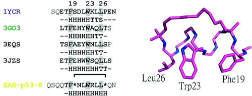 Structure of the Stapled p53 Peptide Bound to Mdm2,Journal of the ...