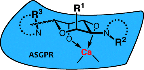 Glycomimetic Ligands for the Human Asialoglycoprotein Receptor,Journal ...