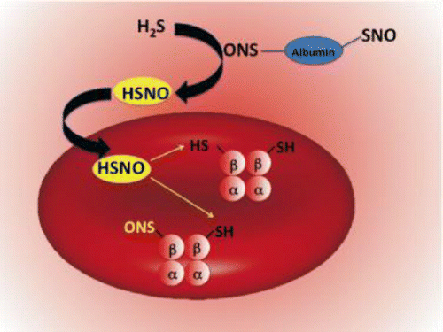 Chemical Characterization of the SmallestS-Nitrosothiol, HSNO; Cellular ...