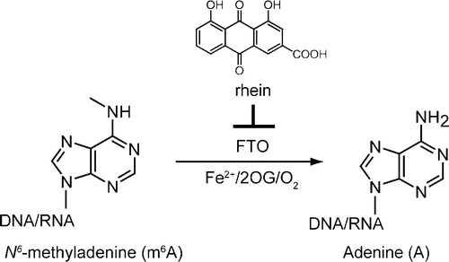 Development of Cell-ActiveN6-Methyladenosine RNA Demethylase FTO ...