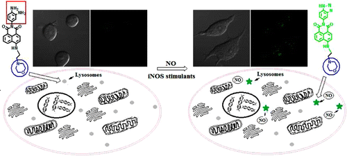 A Lysosome-Targetable and Two-Photon Fluorescent Probe for Monitoring ...
