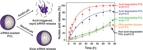 Acid-Degradable Polymer-Caged Lipoplex (PCL) Platform for siRNA ...