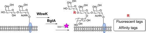 A Tandem Enzymatic Approach for Detecting and Imaging Tumor-Associated ...