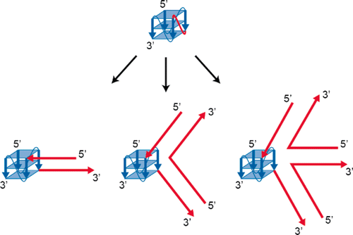 Joining of Multiple Duplex Stems at a Single Quadruplex Loop,Journal of ...