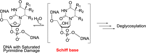 Reactivity of Damaged Pyrimidines: Formation of a Schiff Base ...