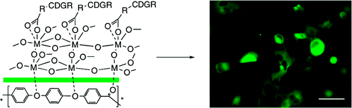 A Nanoscale Adhesion Layer to Promote Cell Attachment on PEEK,Journal ...