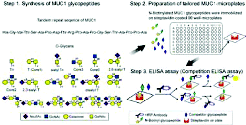 聚焦糖肽文库揭示抗 MUC1 单克隆抗体 KL-6 的基本表位,Journal of the American Chemical ...