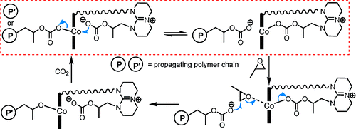 Mechanistic Aspects of the Copolymerization of CO2with Epoxides Using a ...