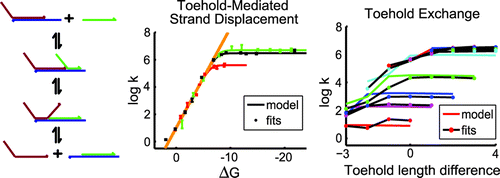 Control of DNA Strand Displacement Kinetics Using Toehold Exchange ...