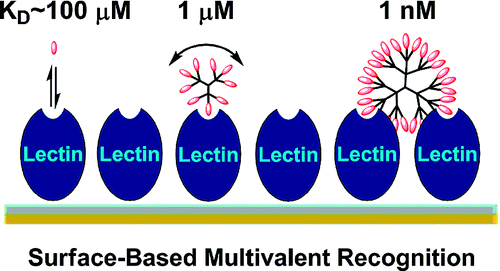 Probing the Relevance of Lectin Clustering for the Reliable Evaluation ...