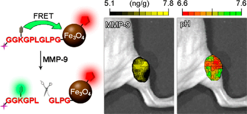 Dual-Ratiometric Target-Triggered Fluorescent Probe for Simultaneous ...