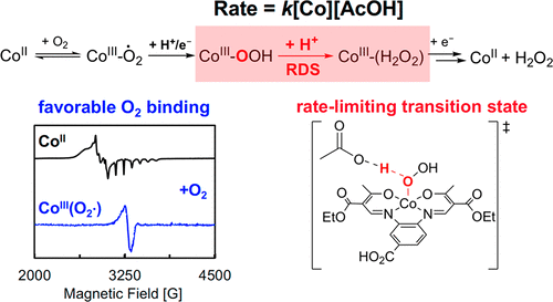 Kinetic and Mechanistic Characterization of Low-Overpotential, H2O2 ...