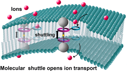 An Artificial Molecular Shuttle Operates in Lipid Bilayers for Ion ...