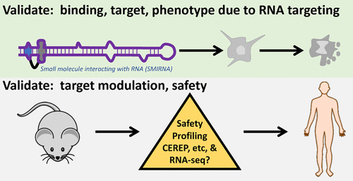 Targeting RNA with Small Molecules To Capture Opportunities at the ...
