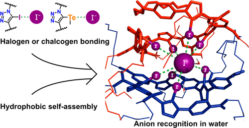 Anion Recognition in Water by Charge-Neutral Halogen and Chalcogen ...