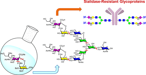 Synthesis of Sialidase-Resistant Oligosaccharide and Antibody Glycoform ...