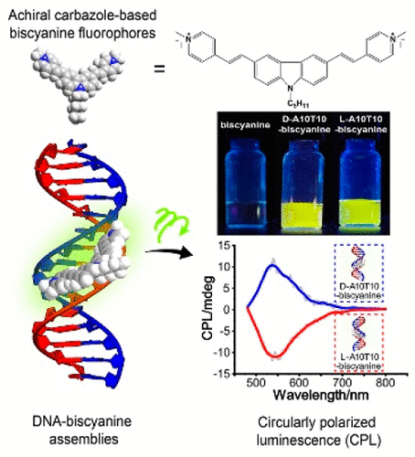 Circularly Polarized Luminescence of Achiral Cyanine Molecules ...