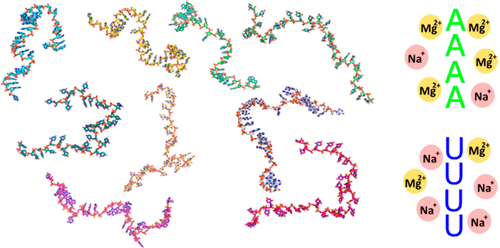 Visualizing Disordered Single-Stranded RNA: Connecting Sequence ...