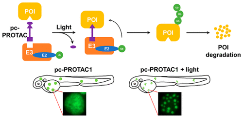 Light-Induced Protein Degradation with Photocaged PROTACs.,Journal of ...
