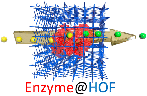 Enzyme Encapsulation in a Porous Hydrogen-Bonded Organic Framework ...