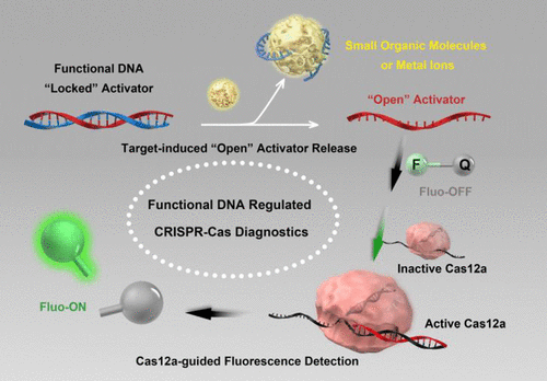 Functional DNA Regulated CRISPR-Cas12a Sensors for Point-of-Care Diagnostics of Non-Nucleic-Acid ...