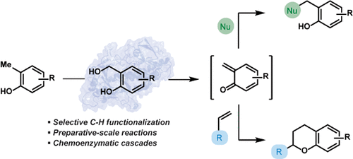 Chemoenzymatic o-Quinone Methide Formation.,Journal of the American ...