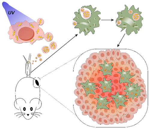 In Vivo Monocyte/Macrophage-Hitchhiked Intratumoral Accumulation of ...