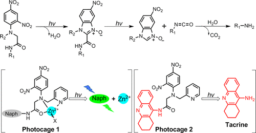 Sanger's Reagent Sensitized Photocleavage of Amide Bond for ...