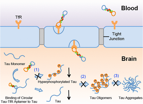 Enhanced in Vivo Blood-Brain Barrier Penetration by Circular Tau-Transferrin Receptor ...