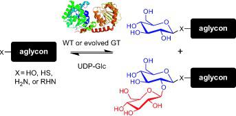 Probing the aglycon promiscuity of an engineered glycosyltransferase ...