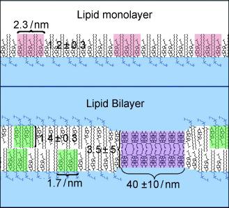 Structure of Cholesterol/Lipid Ordered Domains in Monolayers and Single ...