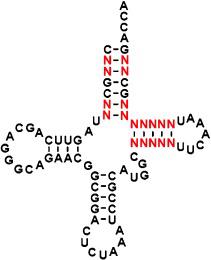 琥珀抑制基因 tRNA 的进化用于含有非天然氨基酸的蛋白质的高效细菌生产,Angewandte Chemie International ...