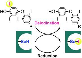 Modeling of the 5′‐Deiodination of Thyroxine by Iodothyronine ...