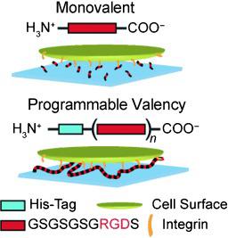 Strongly Binding Cell‐Adhesive Polypeptides of Programmable Valencies ...