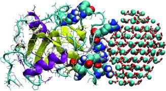 Structural Control of Crystal Nuclei by an Eggshell Protein,Angewandte ...