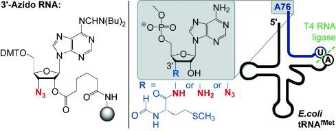 Efficient Access to Nonhydrolyzable Initiator tRNA Based on the ...