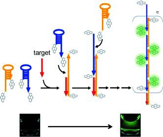 Pyrene‐Excimer Probes Based on the Hybridization Chain Reaction for the ...