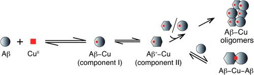 Rapid Formation of a Preoligomeric Peptide–Metal–Peptide Complex ...