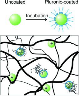 Biodegradable Nanoparticles Composed Entirely of Safe Materials that ...