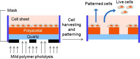 Laser‐Induced Cell Detachment and Patterning with Photodegradable ...