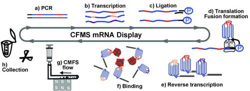 Rapid mRNA‐Display Selection of an IL‐6 Inhibitor Using Continuous‐Flow ...