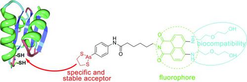 Highly Selective Fluorescent Probe for Vicinal‐Dithiol‐Containing ...