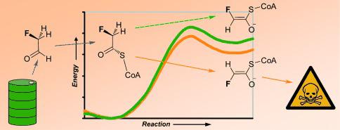 “Lethal Synthesis” of Fluorocitrate by Citrate Synthase Explained ...
